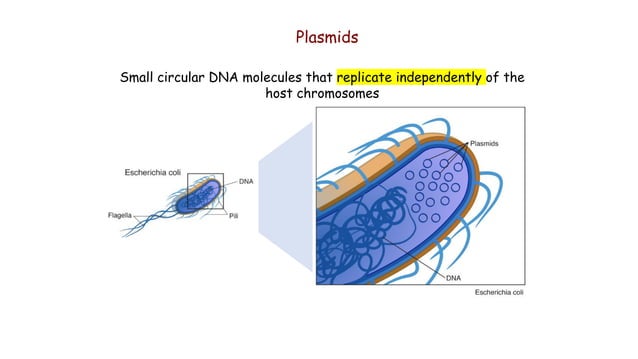 VEKTOR PLASMID, CHARACTERISTICS PLASMID, AND FUNGSI | PPT