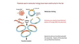 VEKTOR PLASMID, CHARACTERISTICS PLASMID, AND FUNGSI | PPT