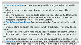 POWERPOINT -REPRODUCTIVE SYSTEM | PPT