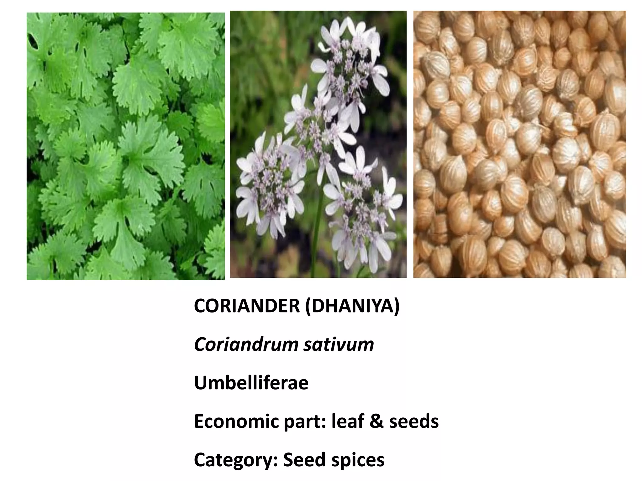 P3 spices identification | PDF