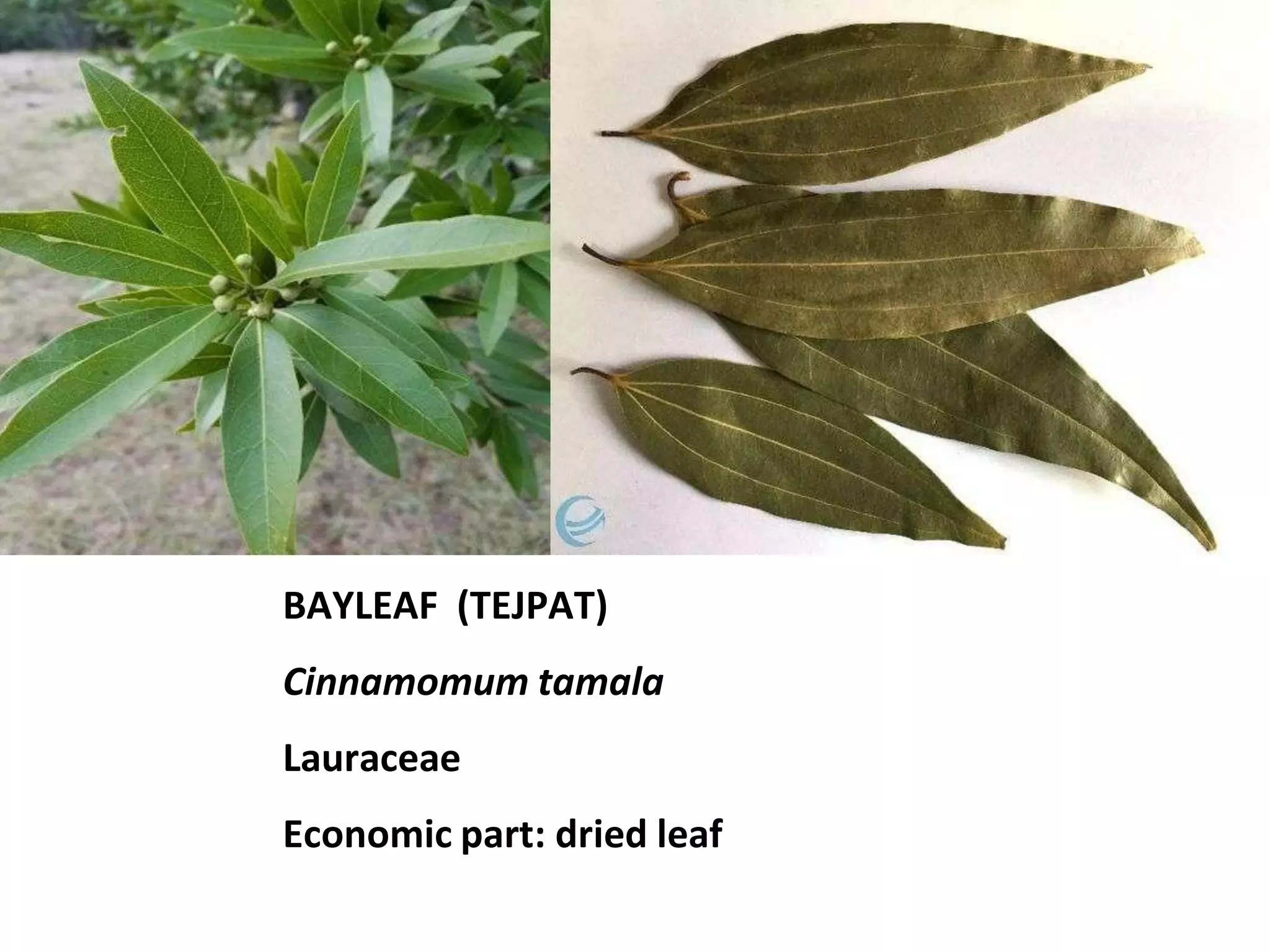 P3 spices identification | PDF | Gardening | Home & Garden