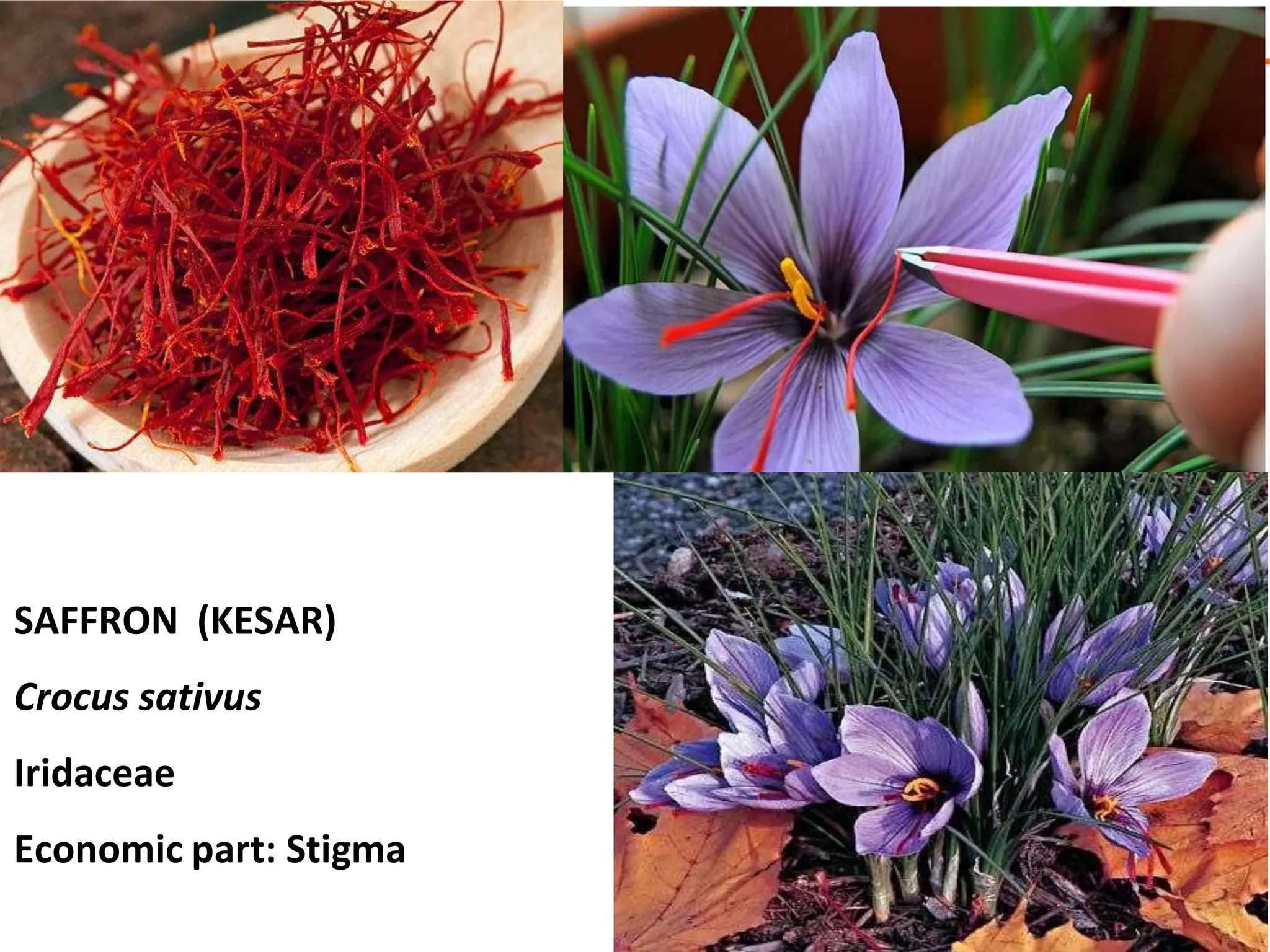 P3 spices identification | PDF