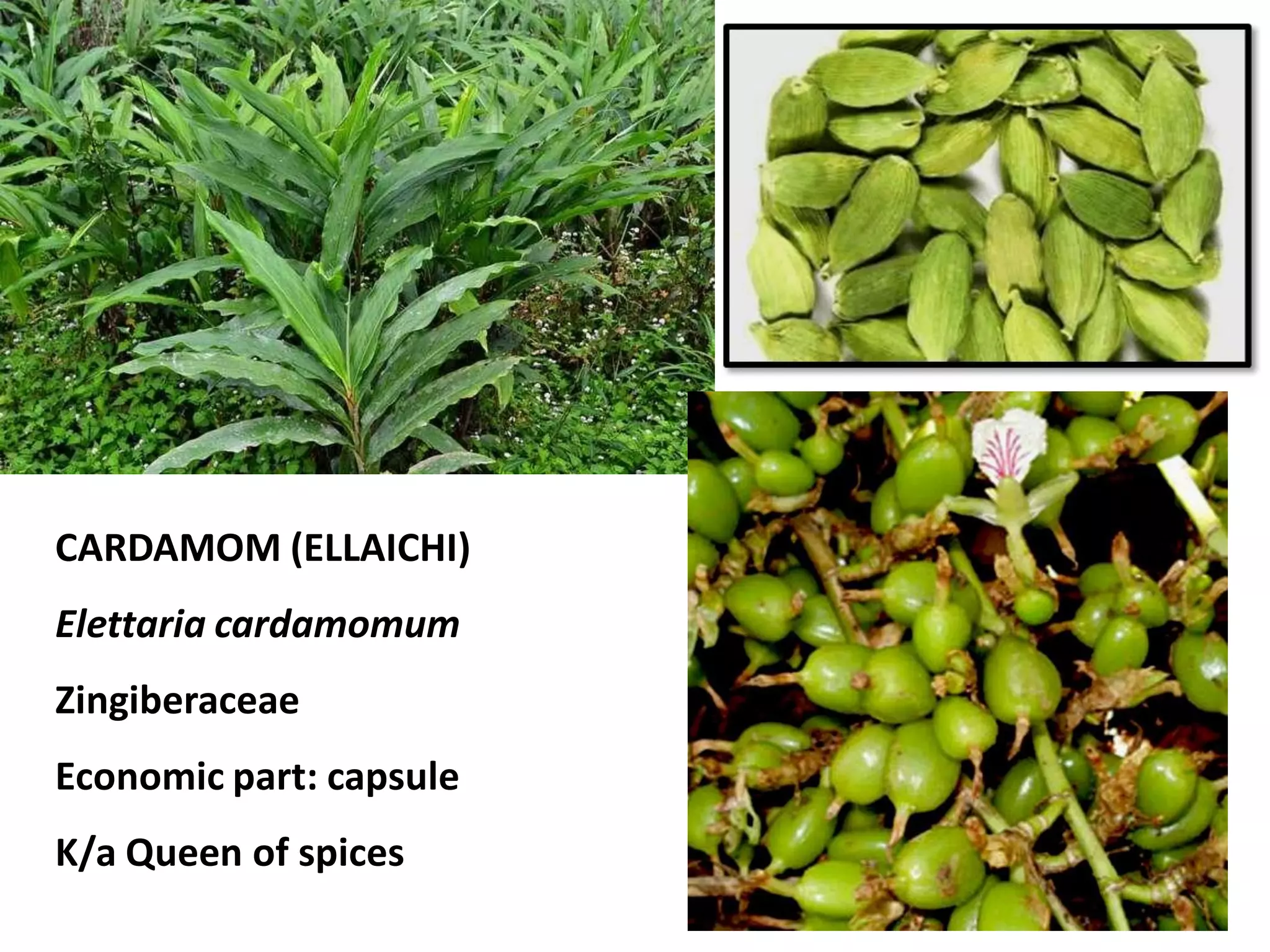 P3 spices identification | PDF