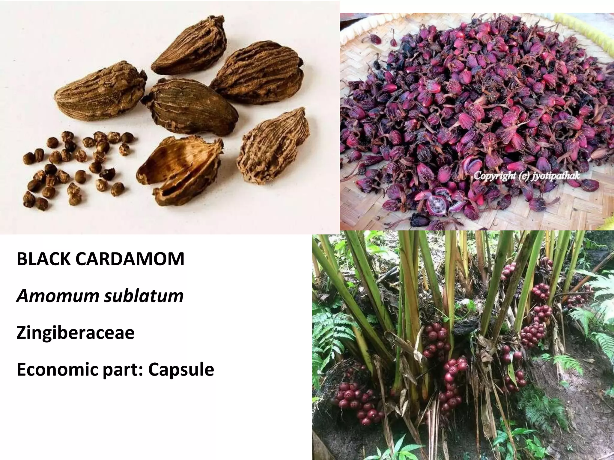 P3 spices identification | PDF