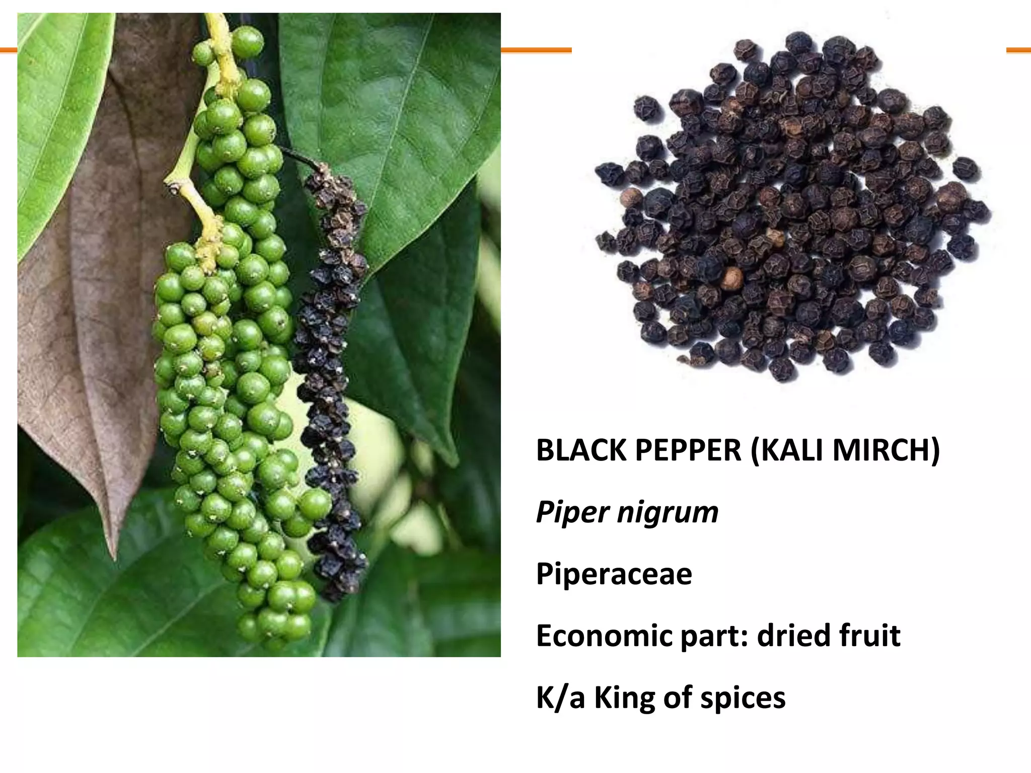 P3 spices identification | PDF