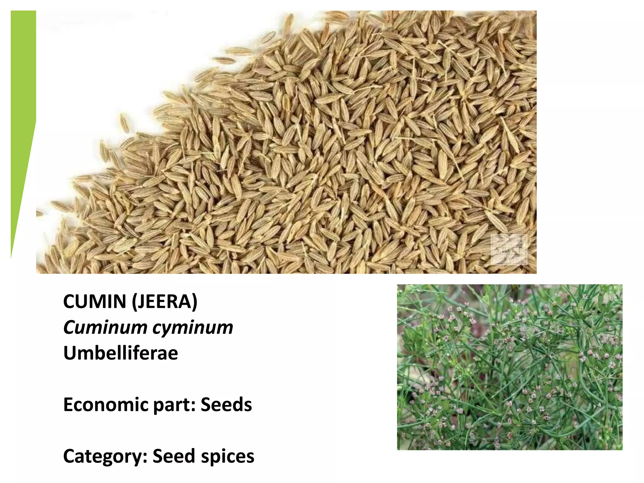 P3 spices identification | PDF