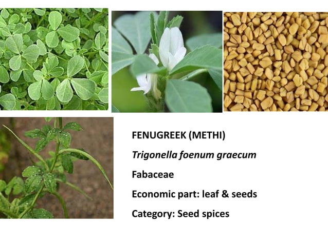 P3 spices identification | PDF | Gardening | Home & Garden