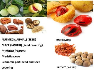 P3 spices identification | PDF