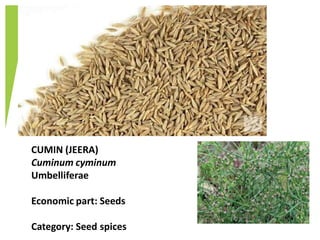 P3 spices identification | PDF