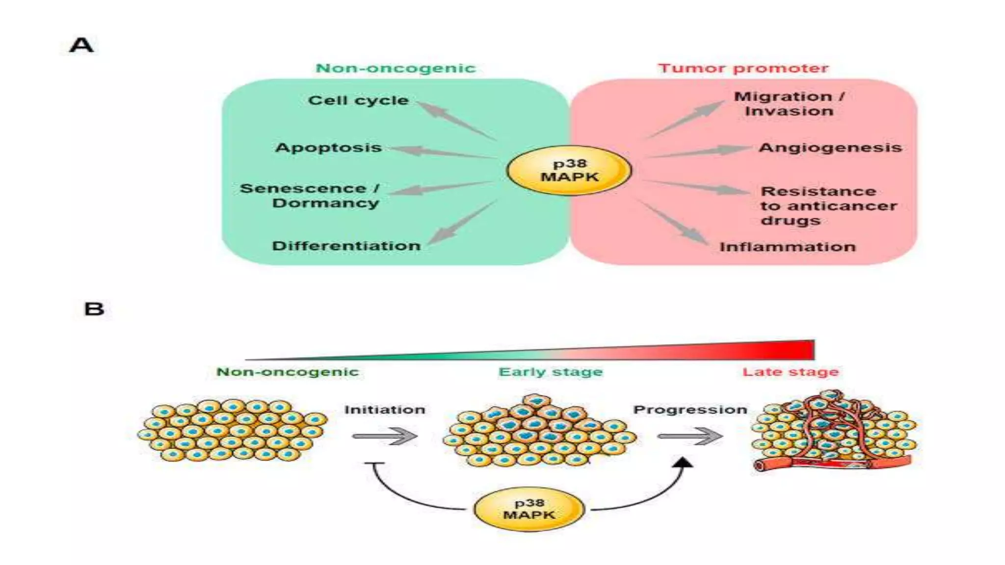 P38 pathway (Death pathway) | PPTX