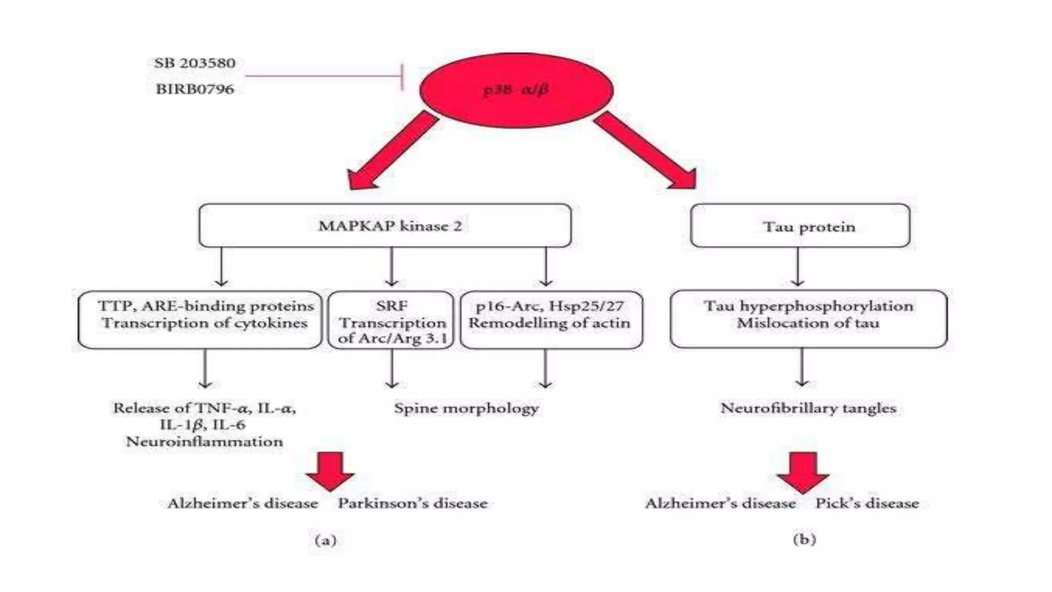 P38 pathway (Death pathway) | PPTX