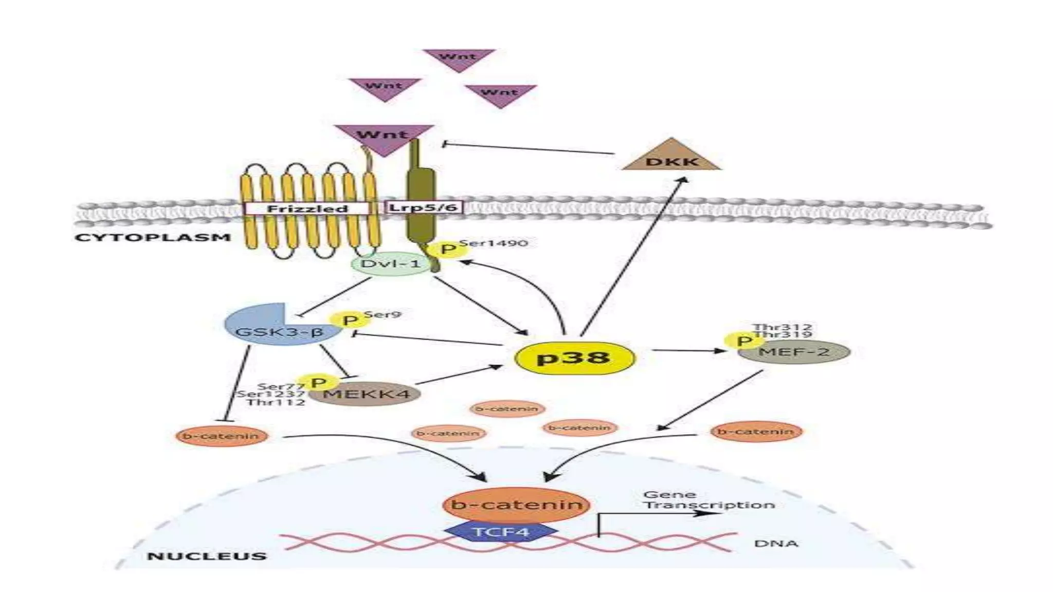 P38 pathway (Death pathway) | PPTX