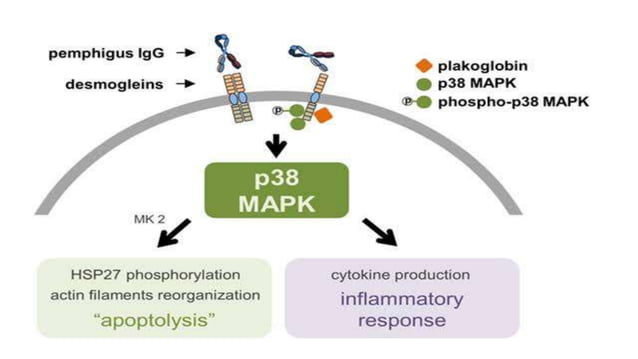 P38 pathway (Death pathway) | PPTX