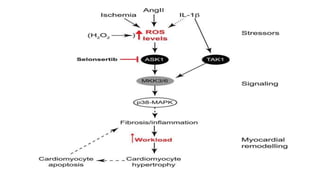 P38 Pathway