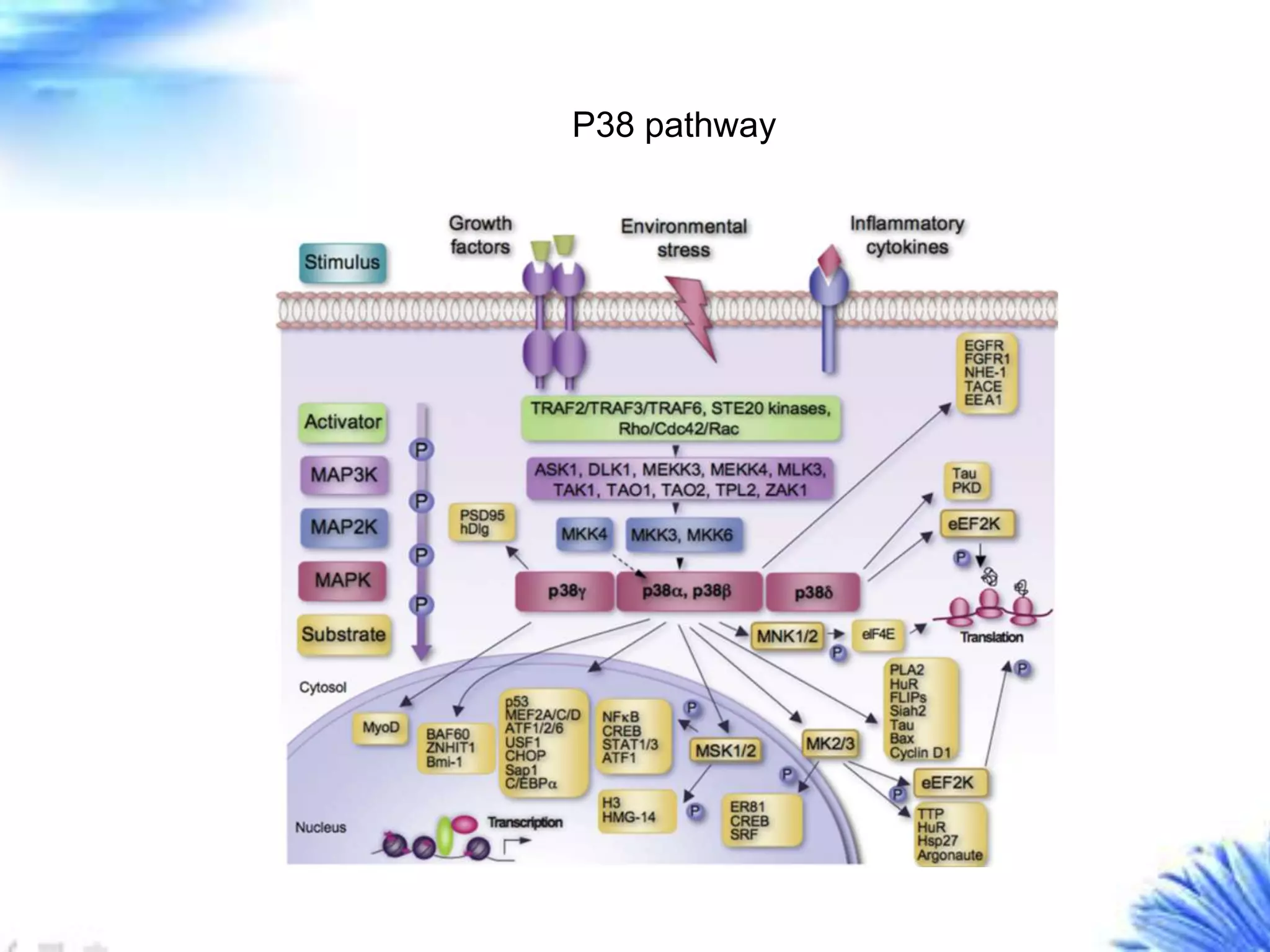 P38 signaling pathway creative diagnostics | PPTX
