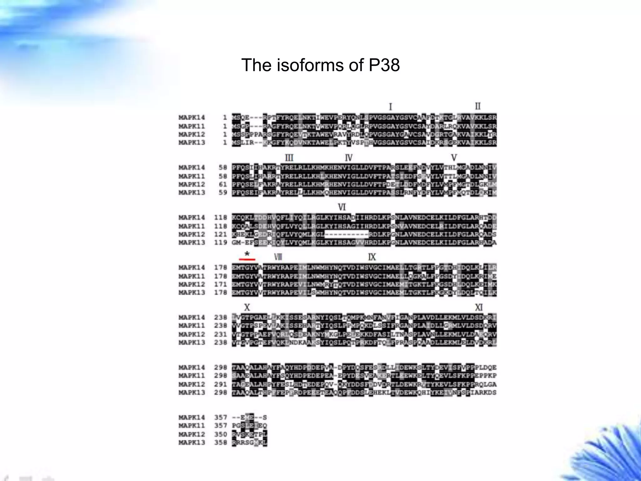 P38 signaling pathway creative diagnostics | PPTX