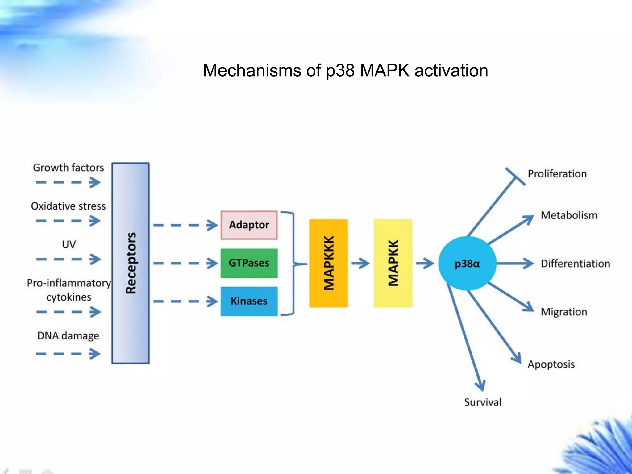 P38 signaling pathway creative diagnostics | PPTX