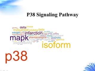 P38 signaling pathway creative diagnostics | PPTX