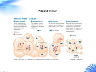 P38 signaling pathway creative diagnostics | PPTX