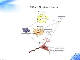 P38 signaling pathway creative diagnostics | PPTX
