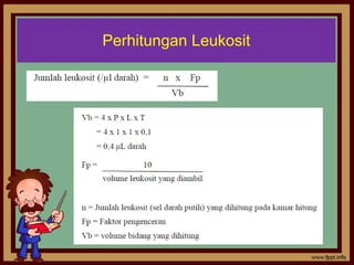 P3 Hitung leukosit.pdf