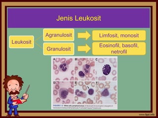 P3 Hitung leukosit.pdf