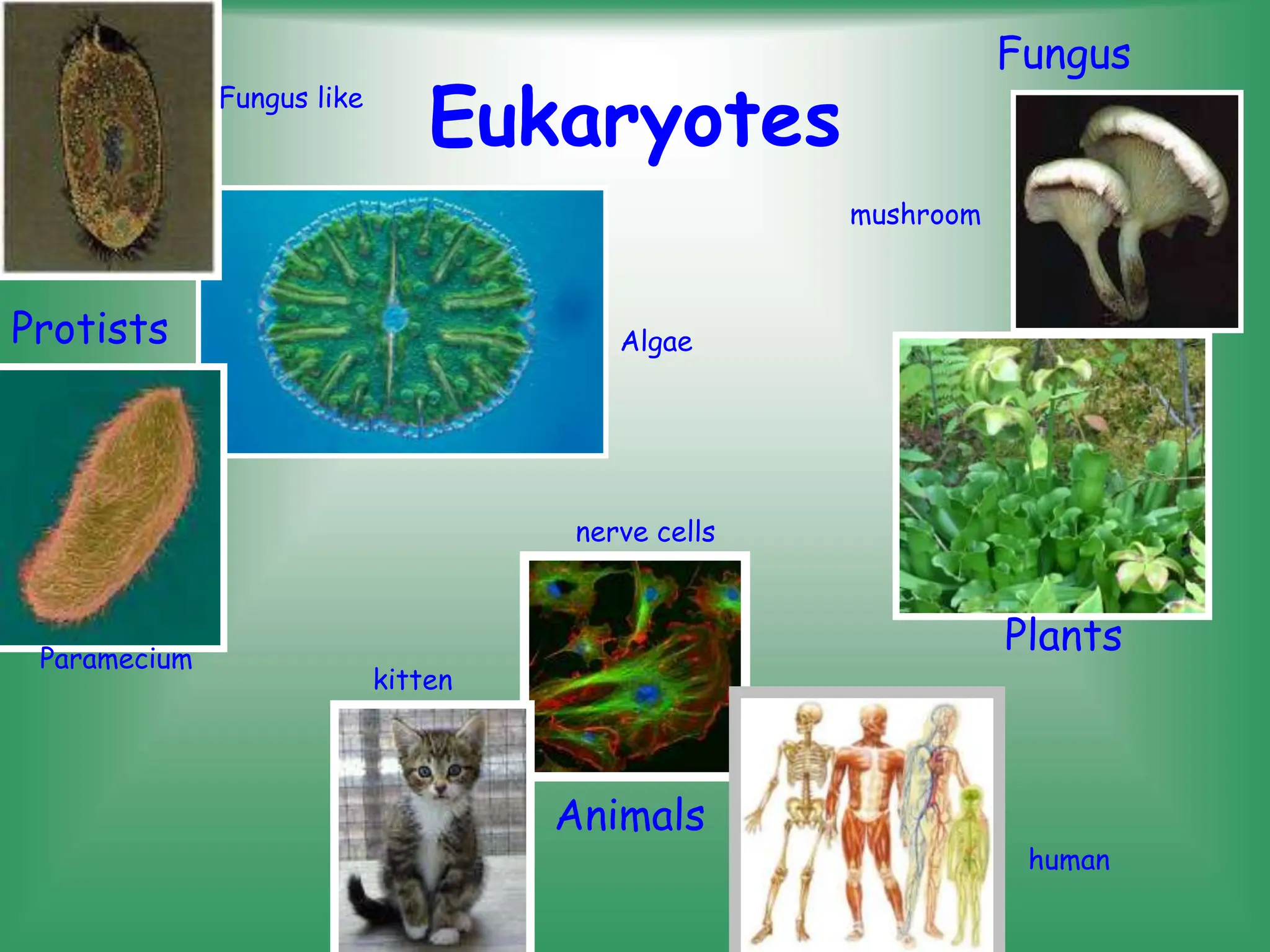 Lecture_1_The_cell_is_a_structural_functional_unit_of_life..pptx