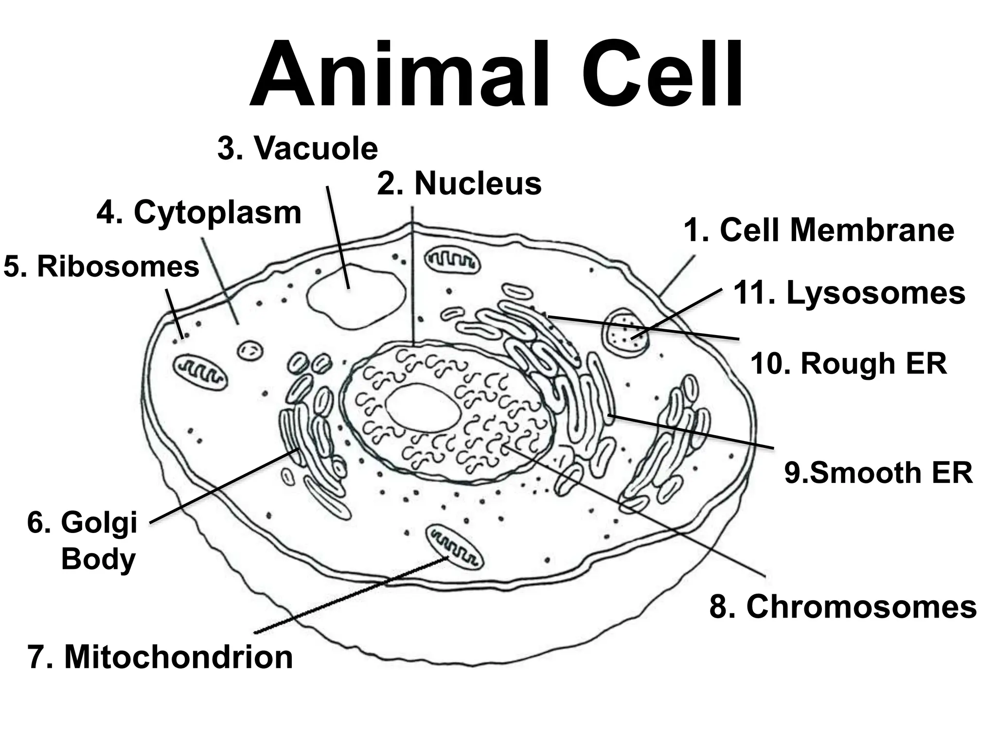 Lecture_1_The_cell_is_a_structural_functional_unit_of_life..pptx