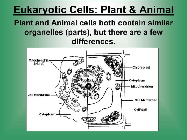 Lecture_1_The_cell_is_a_structural_functional_unit_of_life..pptx