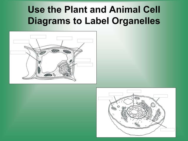 Lecture_1_The_cell_is_a_structural_functional_unit_of_life..pptx