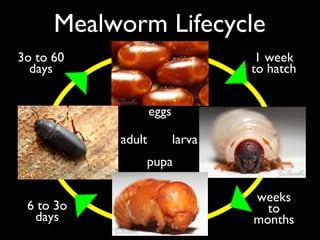P3 Science Hblt3 W2 Lifecycle | PPT