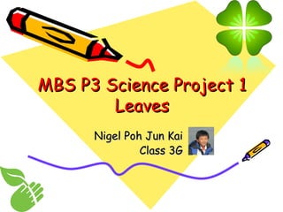 MBS P3 Science Project 1 - Leaves | PPS