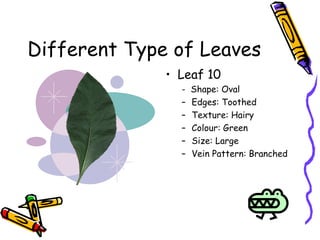 MBS P3 Science Project 1 - Leaves | PPS