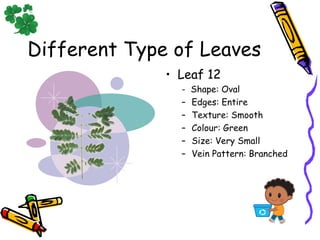 MBS P3 Science Project 1 - Leaves | PPS