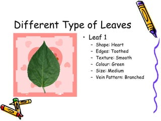 MBS P3 Science Project 1 - Leaves | PPS