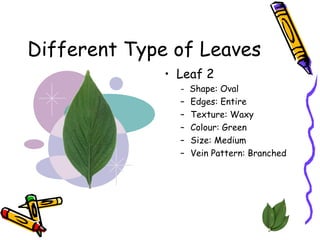 MBS P3 Science Project 1 - Leaves | PPS