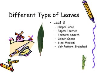MBS P3 Science Project 1 - Leaves | PPS