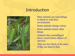 P3 Science Project 2 Animal Camouflage | PPS