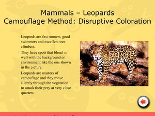P3 Science Project 2 Animal Camouflage | PPS