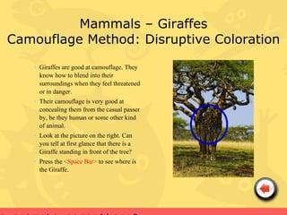 P3 Science Project 2 Animal Camouflage | PPS