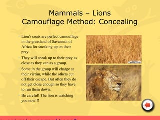 P3 Science Project 2 Animal Camouflage | PPS