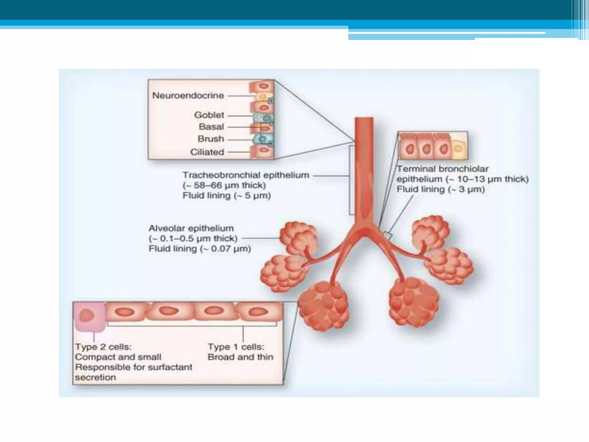 ABSORPTION OF DRUGS FROM LUNGS.pptx