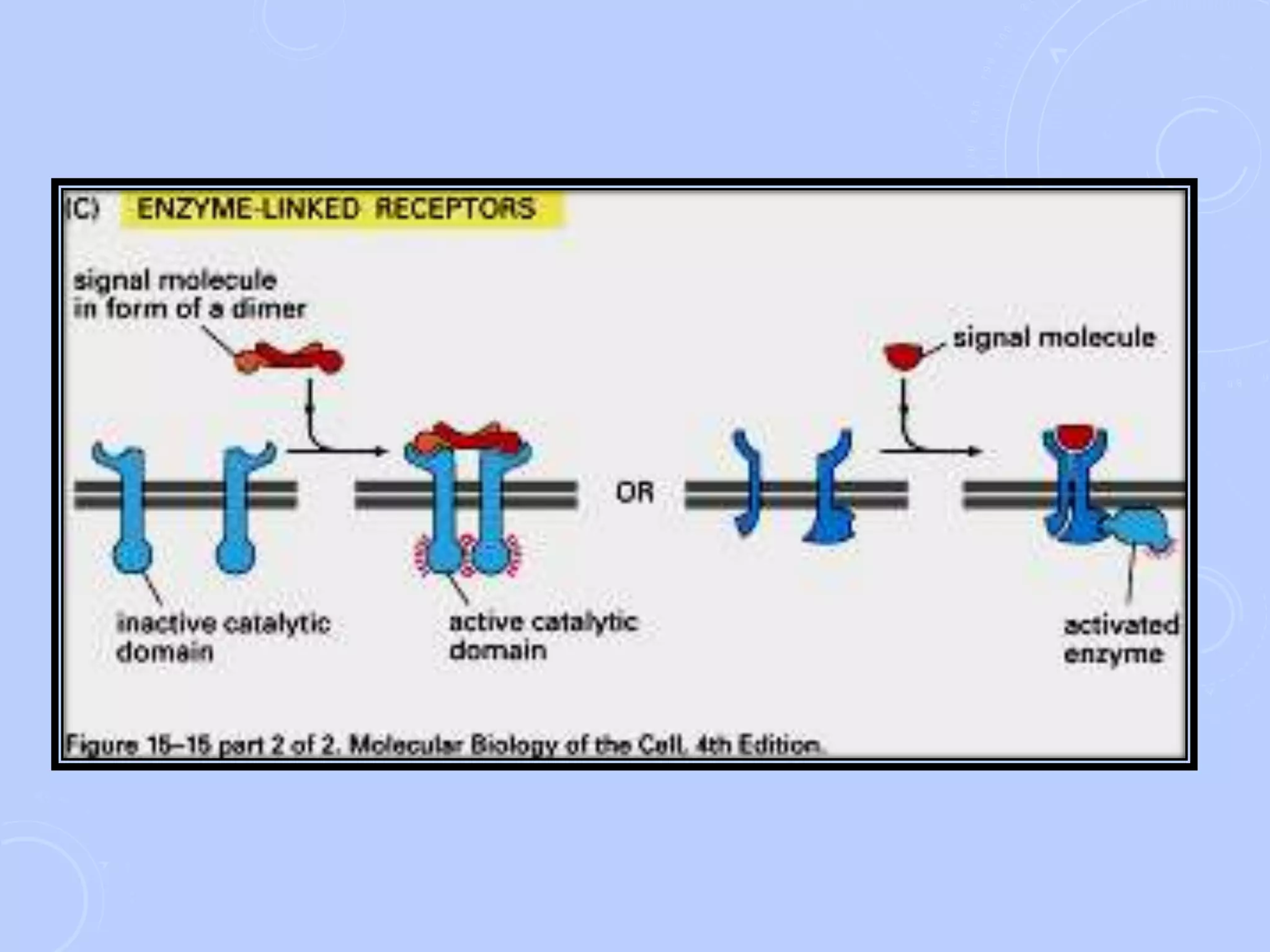 Enzyme coupled receptors.pptx
