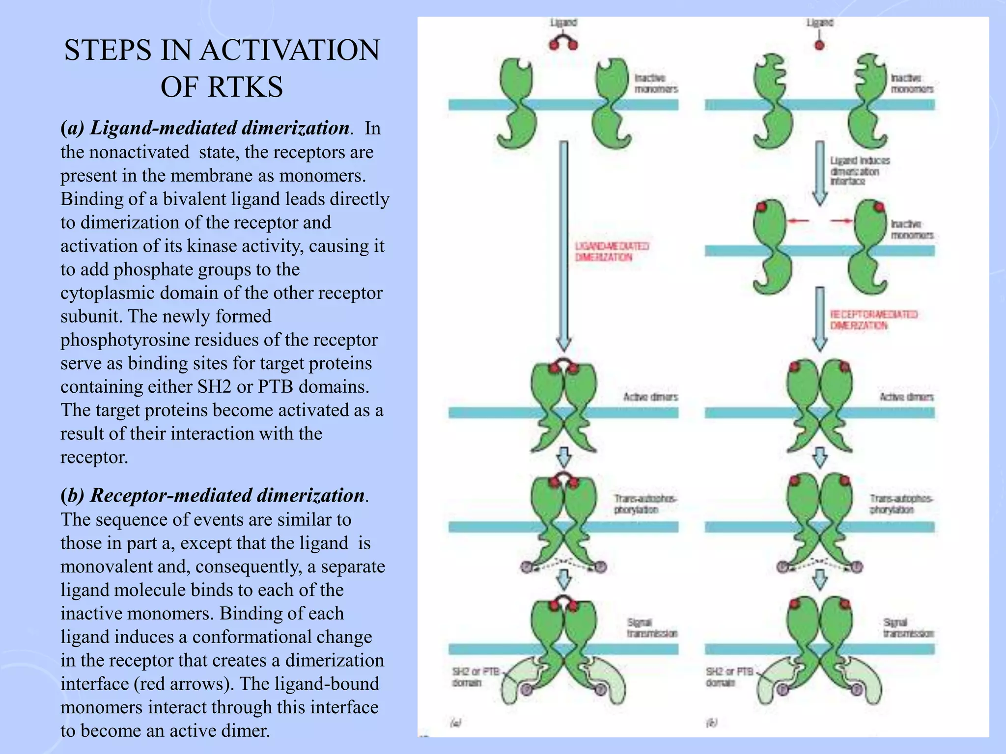 Enzyme coupled receptors.pptx