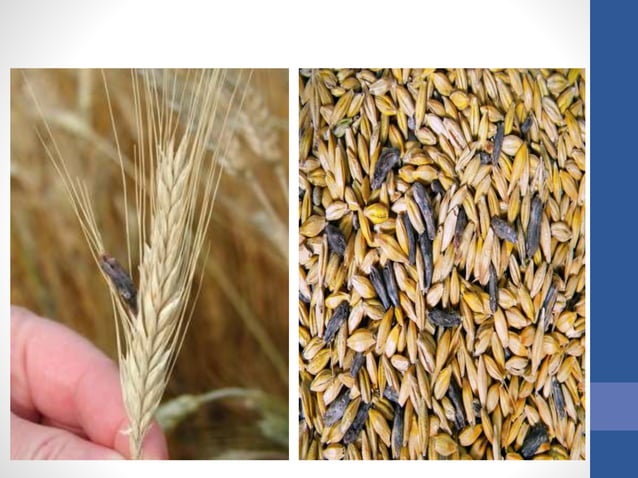 Ergot alkaloids.pptx | Chemistry | Science