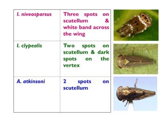 P4 - Pests of Mango, Citrus and Sapota and thair managment different ...