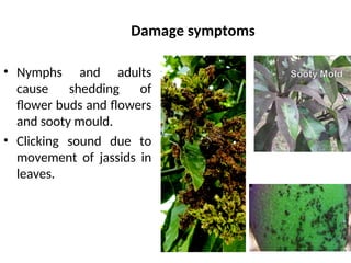 P4 - Pests of Mango, Citrus and Sapota and thair managment different ...