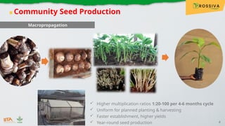 Plantain/Banana Seed Production Technologies | PPT