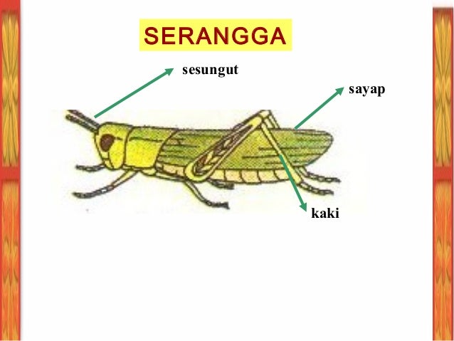 Serangga Di Taman