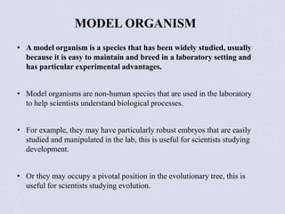 FRUIT FLY AND ZEBRA FISH AS MODEL ORGANISMS.pptx